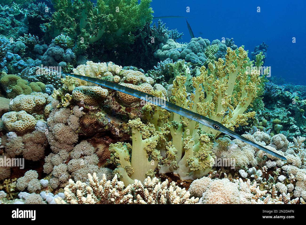 Bluespotted cornetfish (Fistularia commersonii) swimming through intact ...
