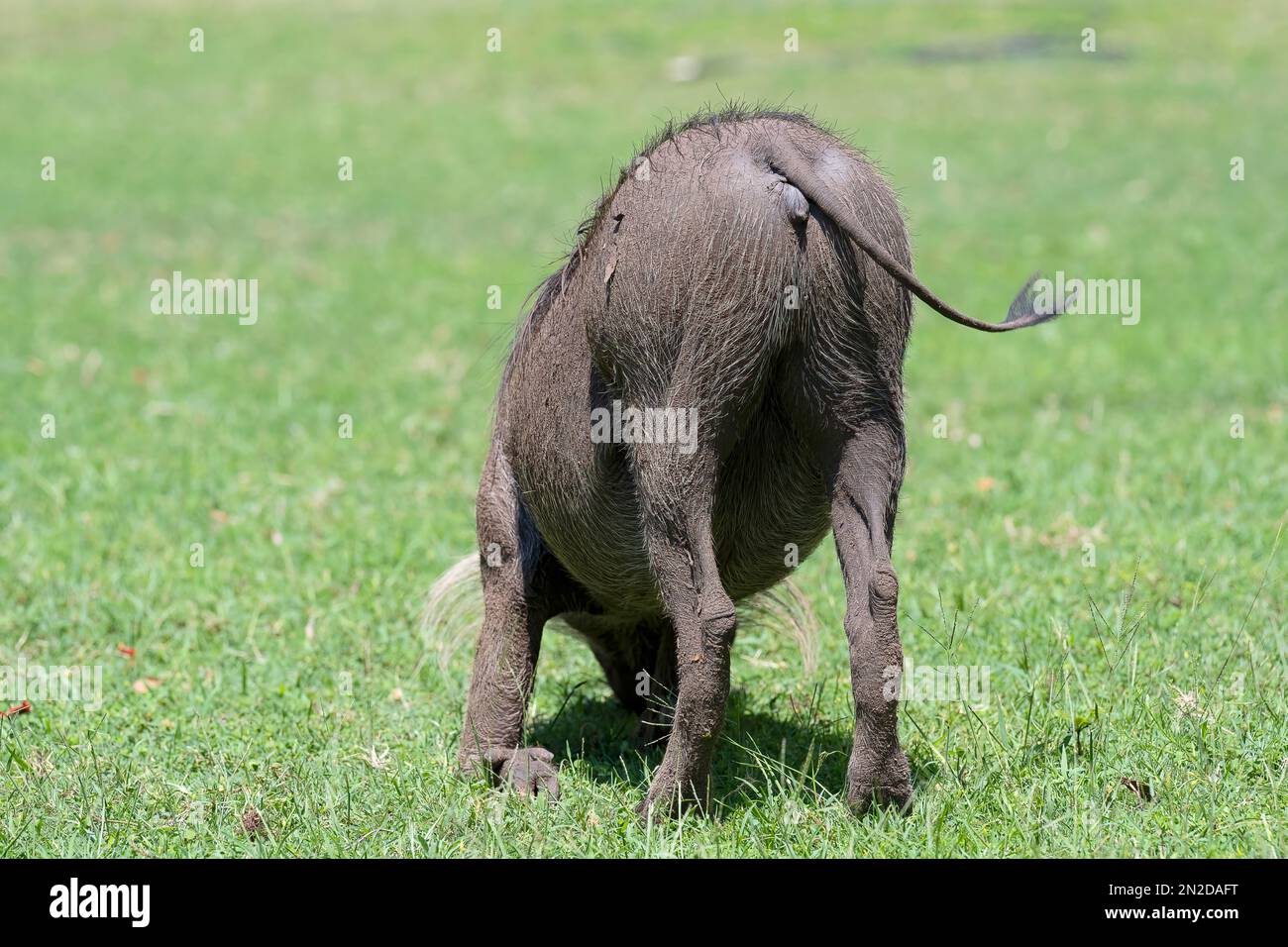 Common warthog (Phacochoerus africanus), rear view, Kasane, Botswana ...