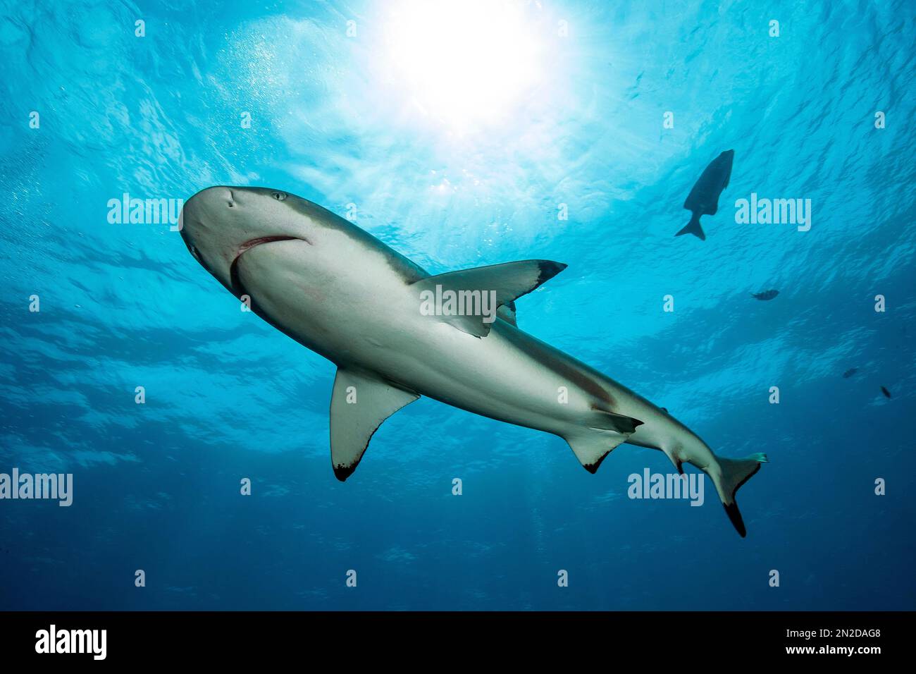 Shark ocean hi-res stock photography and images - Alamy