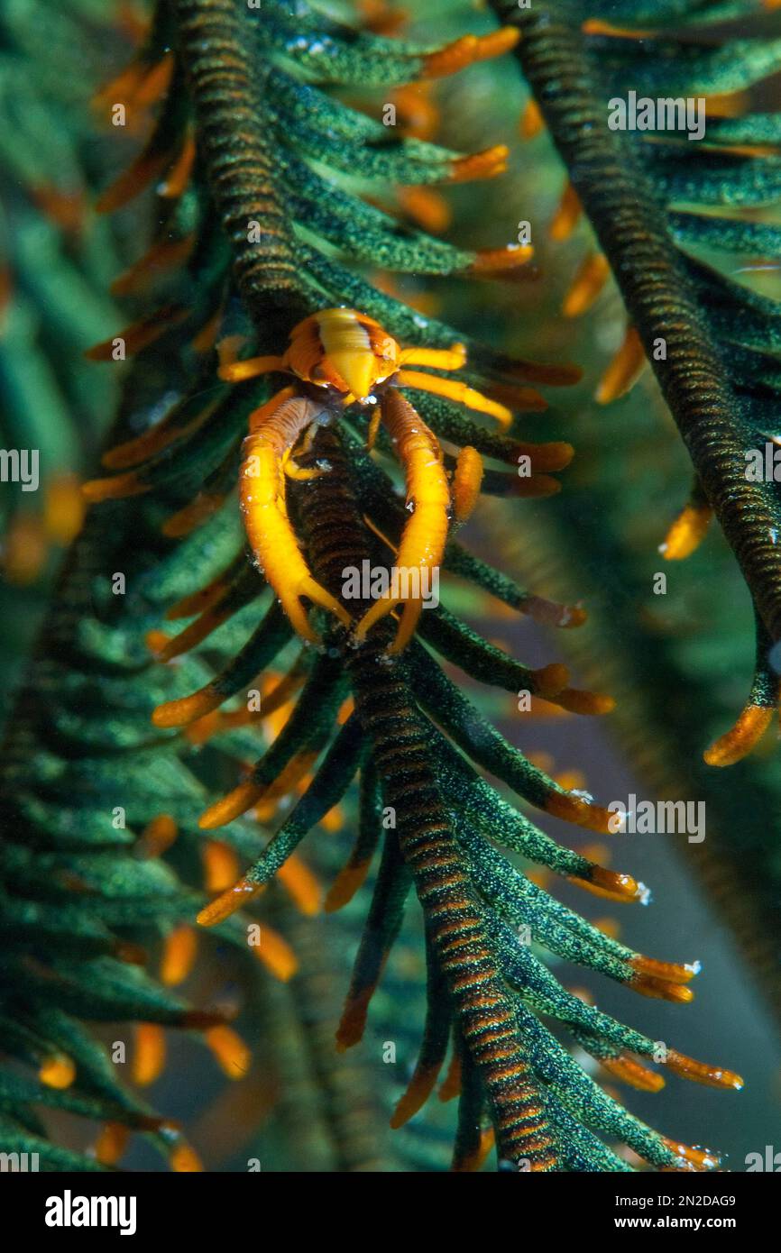 Feather star jumping shrimp (Allogalathea elegans) camouflages itself ...