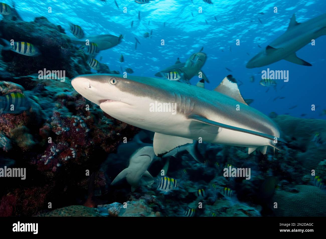 Blacktip reef shark (Carcharhinus melanopterus) hunting prey swimming ...