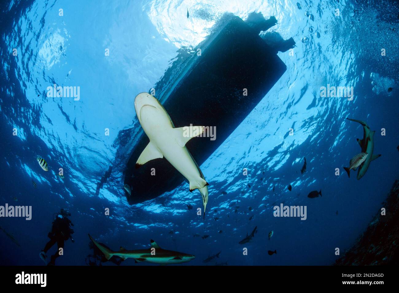 Blacktip reef shark (Carcharhinus melanopterus) swimming under boat ...