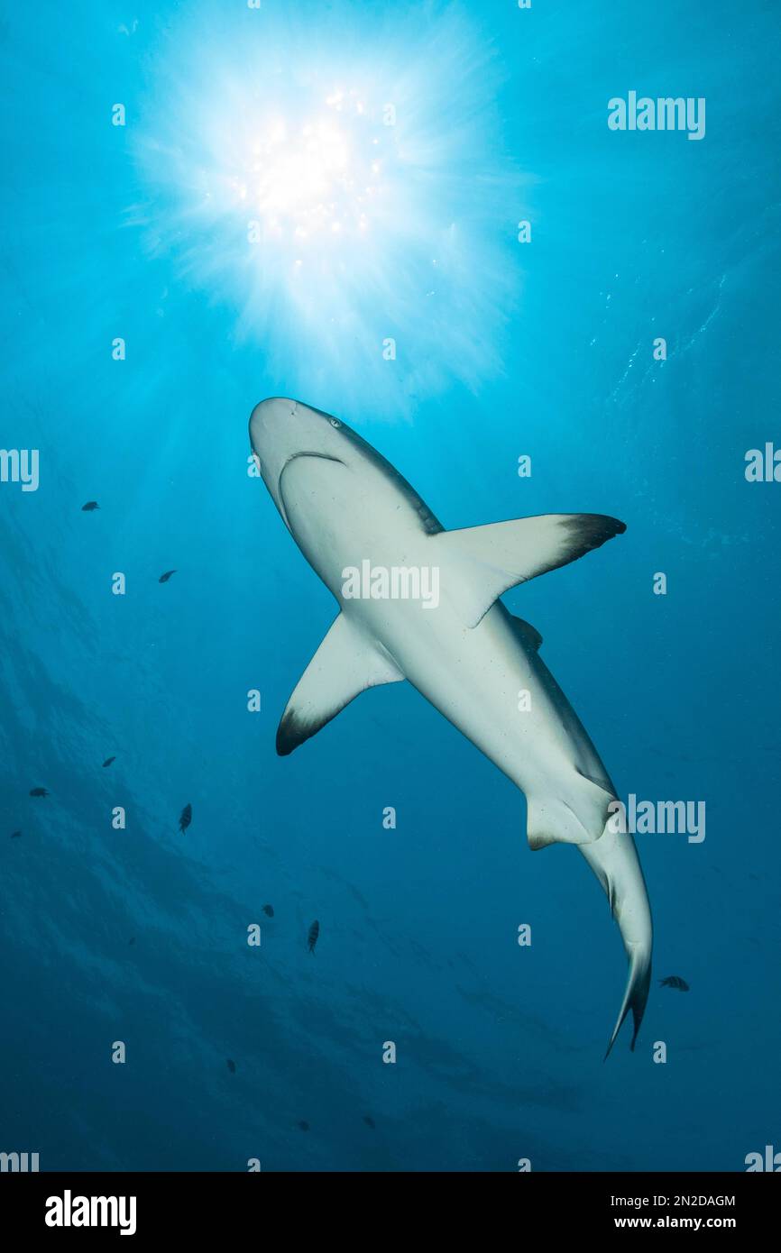 Blacktip reef shark (Carcharhinus melanopterus) swimming close under water surface, bright sun ...