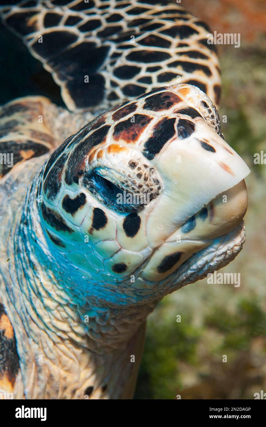 Hawksbill sea turtle beak close up hi-res stock photography and images ...