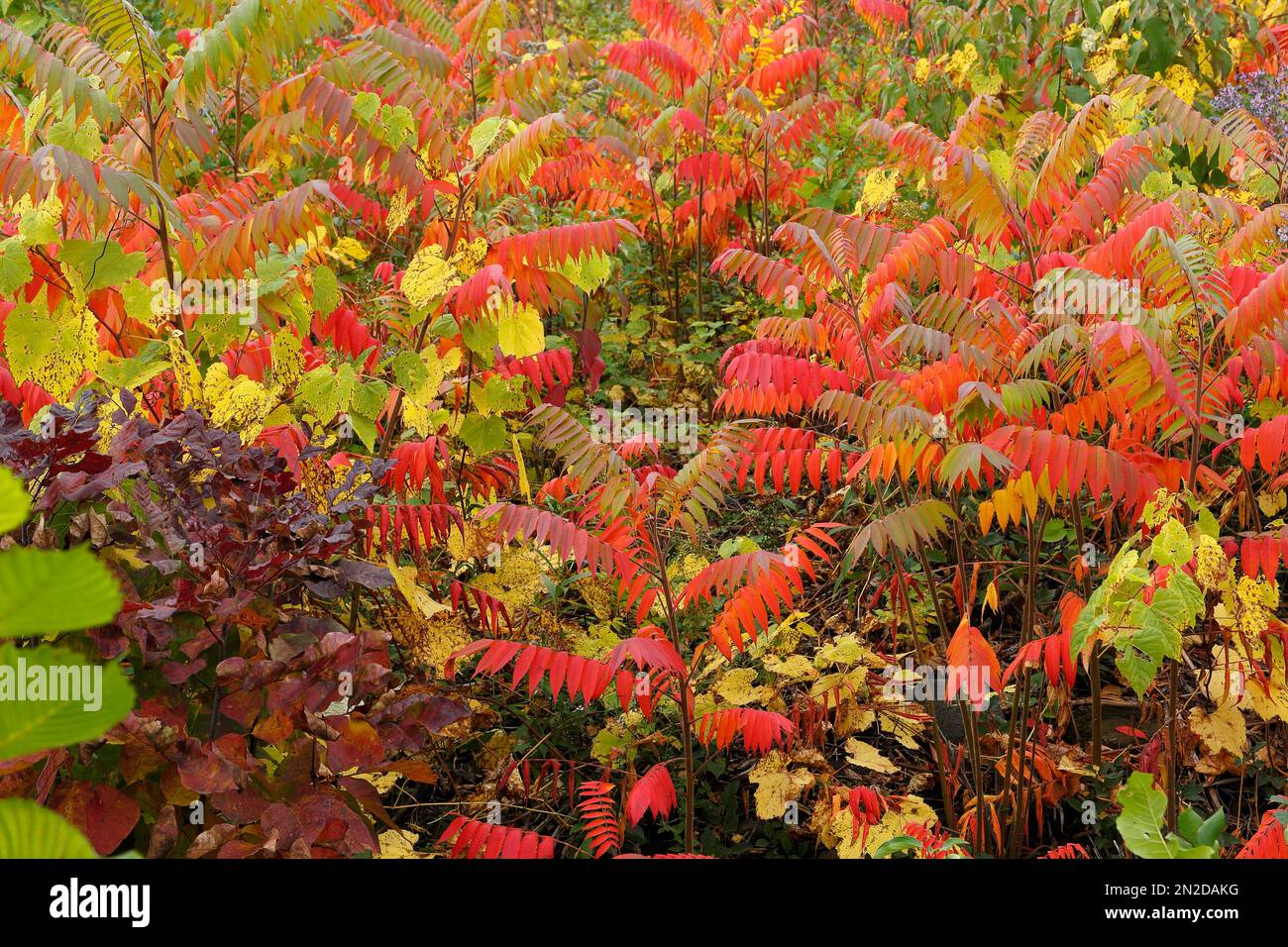 Autumn colours, staghorn sumac (rhus typhina) shrubs beside country ...