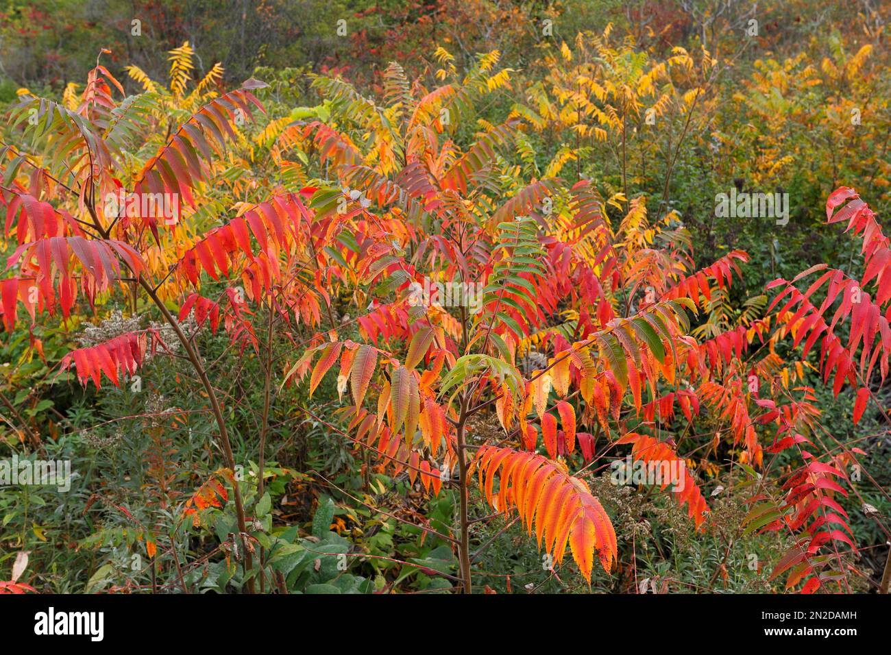 Autumn colours of vegetation beside road, Province of Quebec, Canada ...