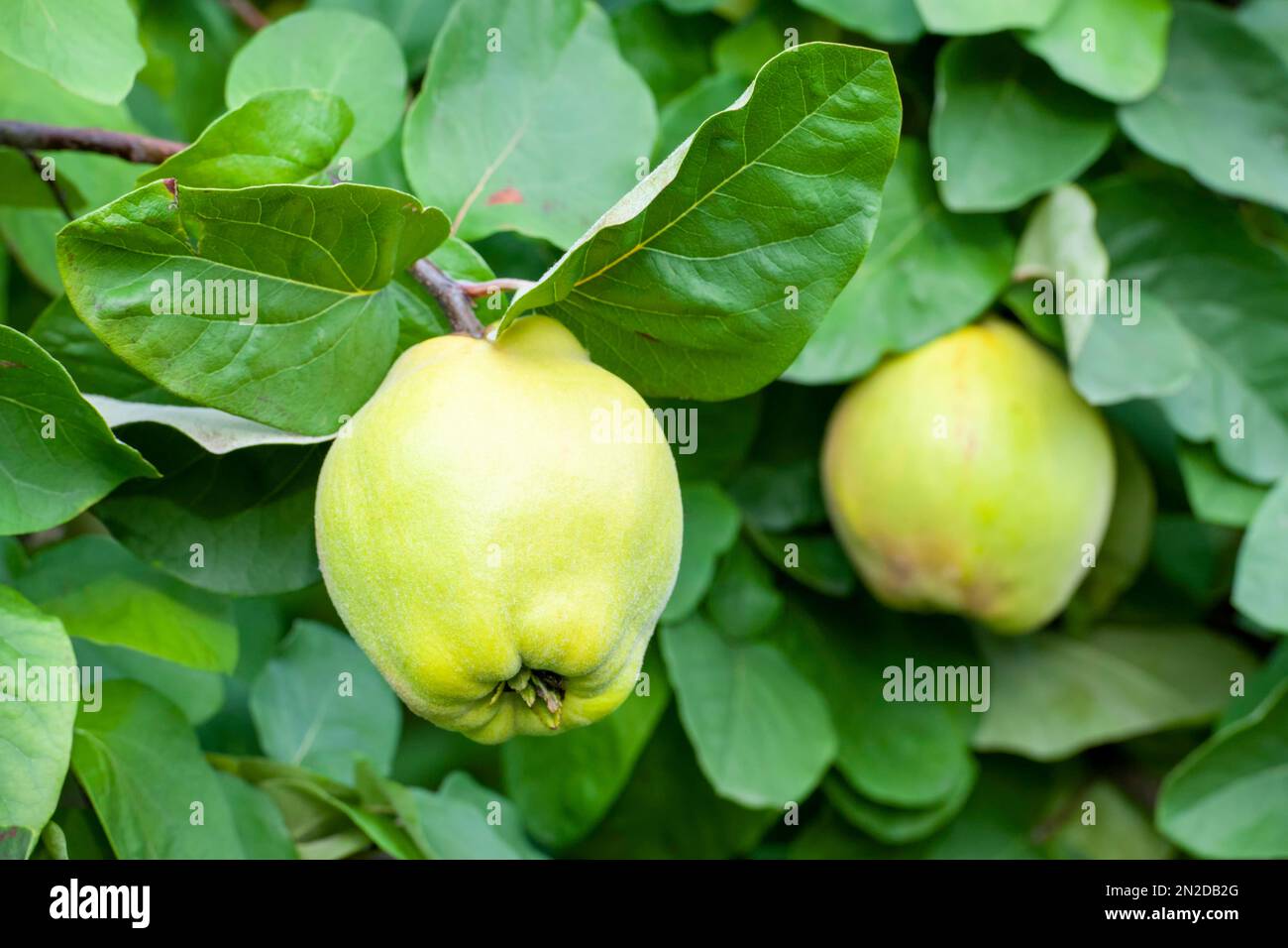 Quince (Cydonia oblonga) (Cydonia vulgaris), Unripe, Baden-Wuerttemberg ...