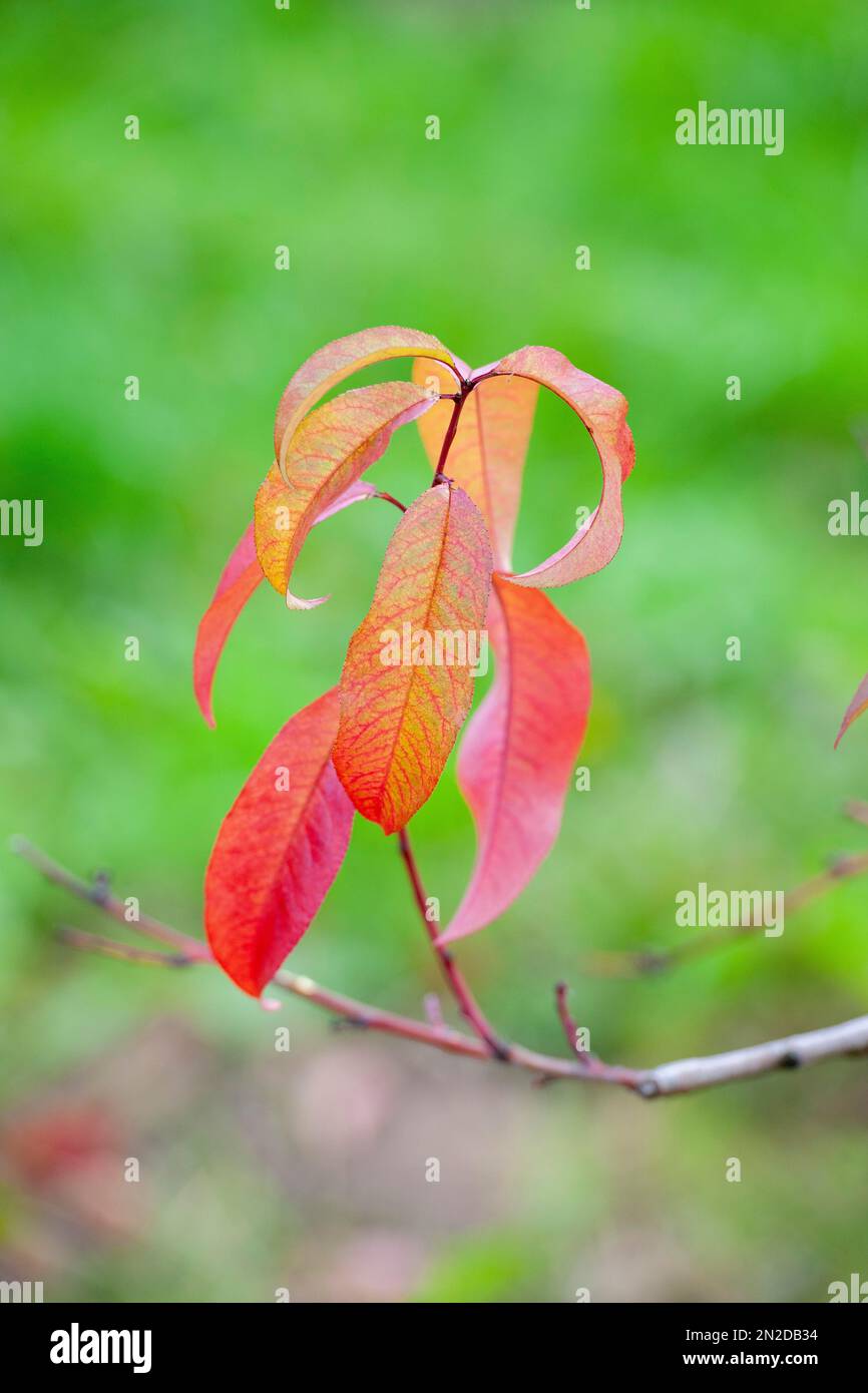 Red leaves of a peach tree, Discoloured, Autumn, Baden-Wuerttemberg ...