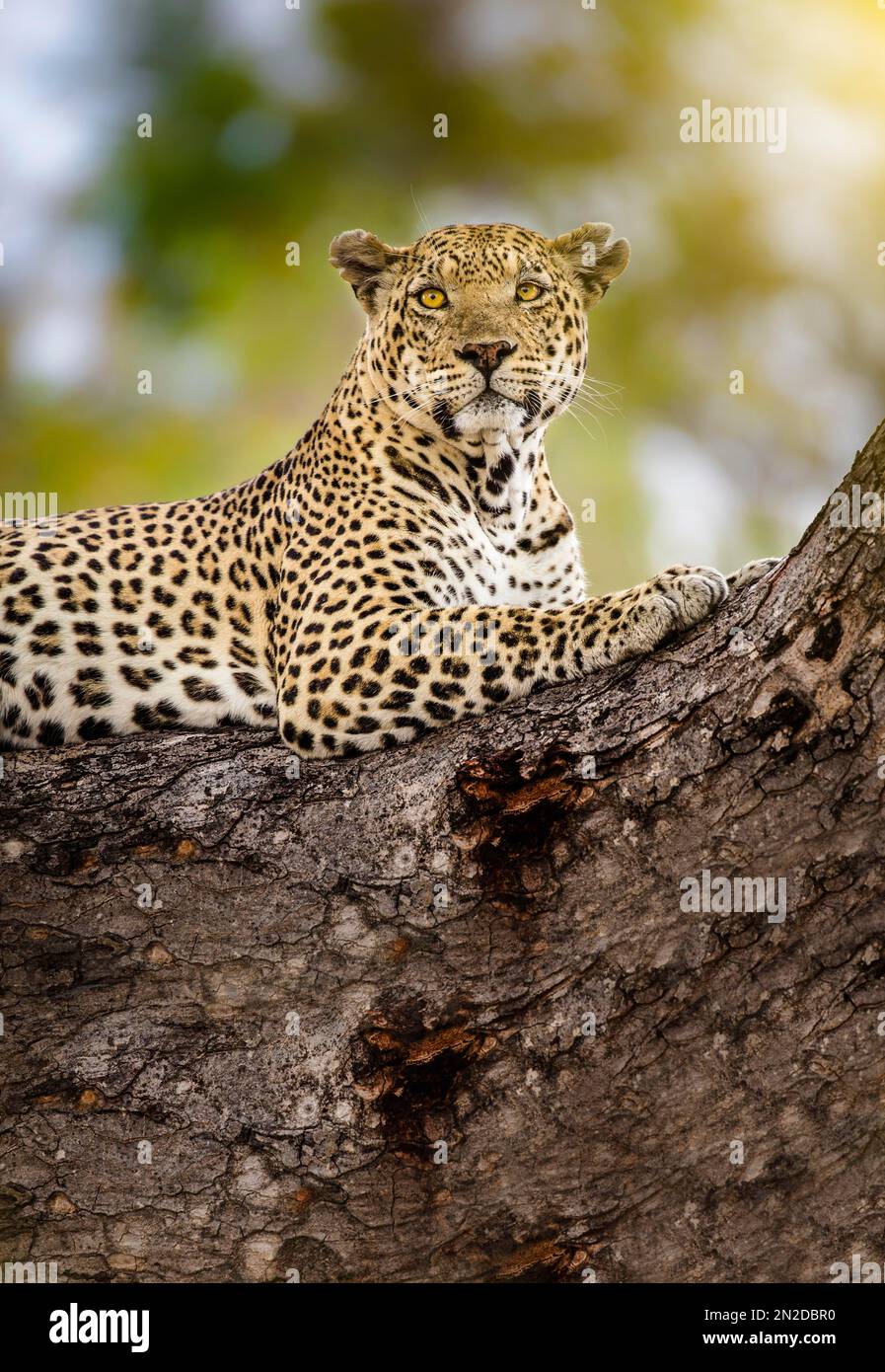 A cheetah in the branches of a tree, Cheetah in the tree in Serengeti ...