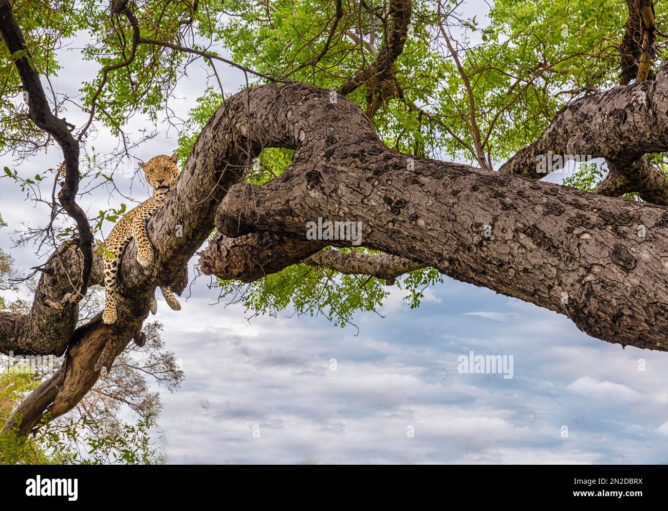 A cheetah in the branches of a tree, Cheetah in the tree in Serengeti ...