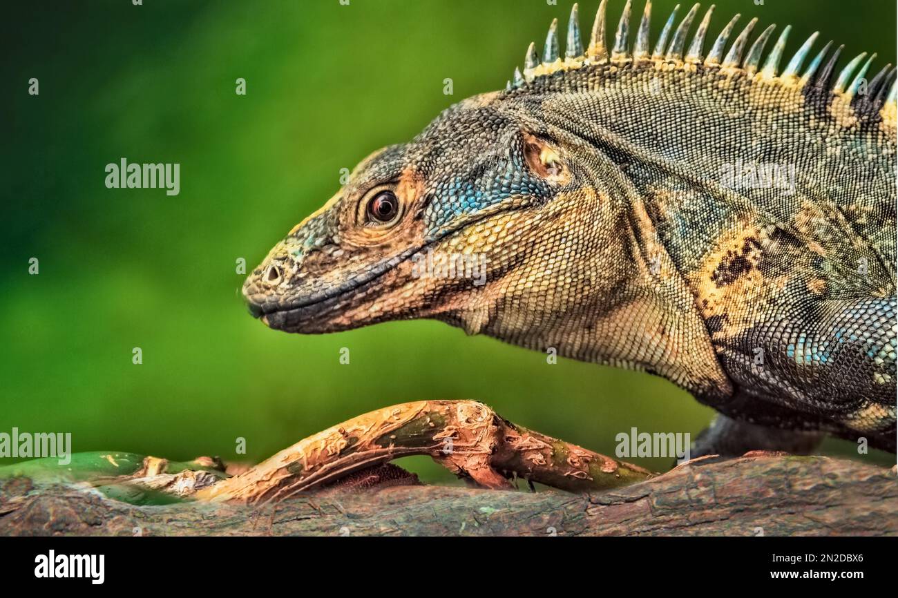 Fiji island up close hi-res stock photography and images - Alamy