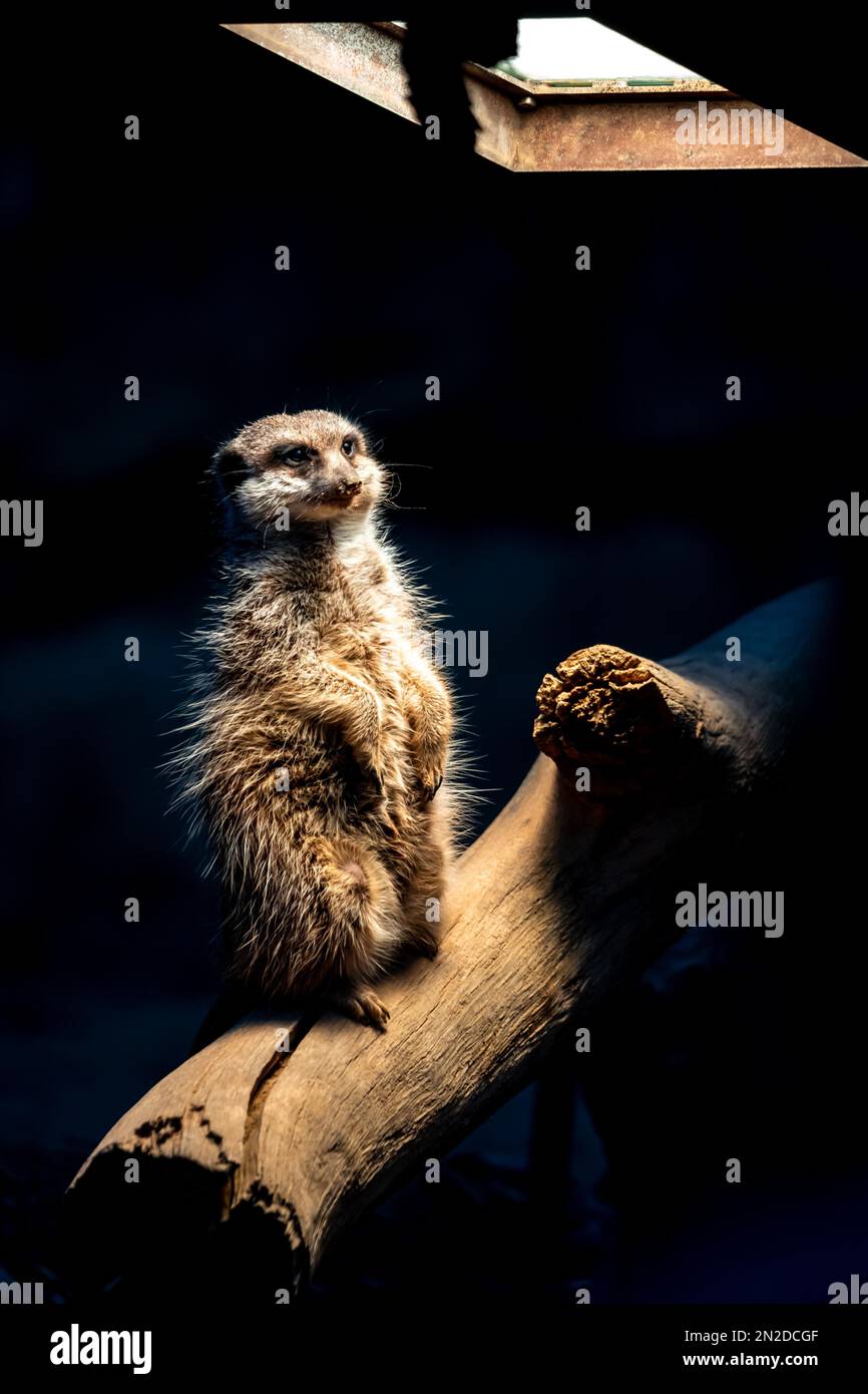 Meerkat under a heat lamp, with black background and sand on the nose ...