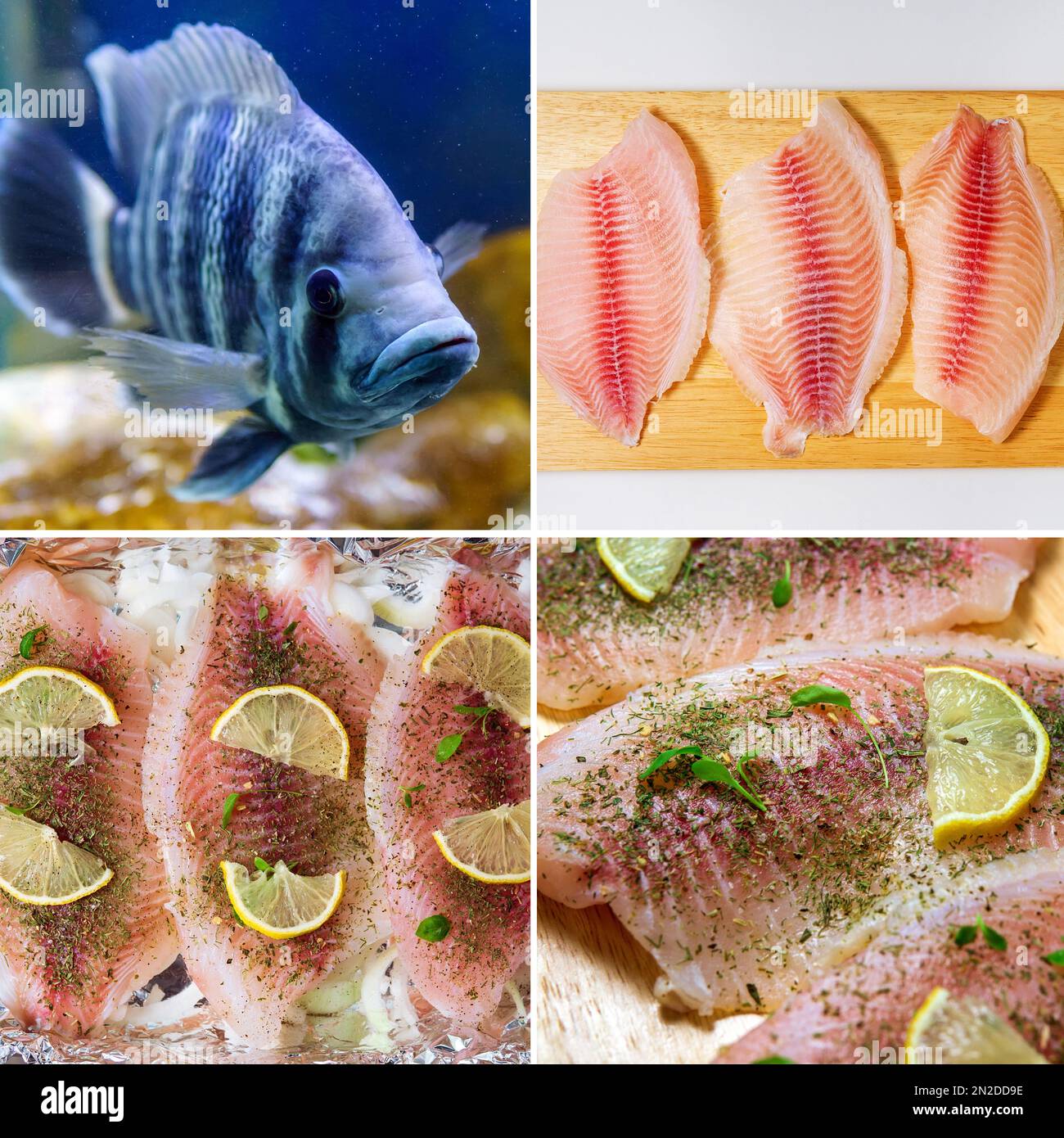 Collage of fresh fish, tilapia. Sale of fresh fish, square format Stock ...