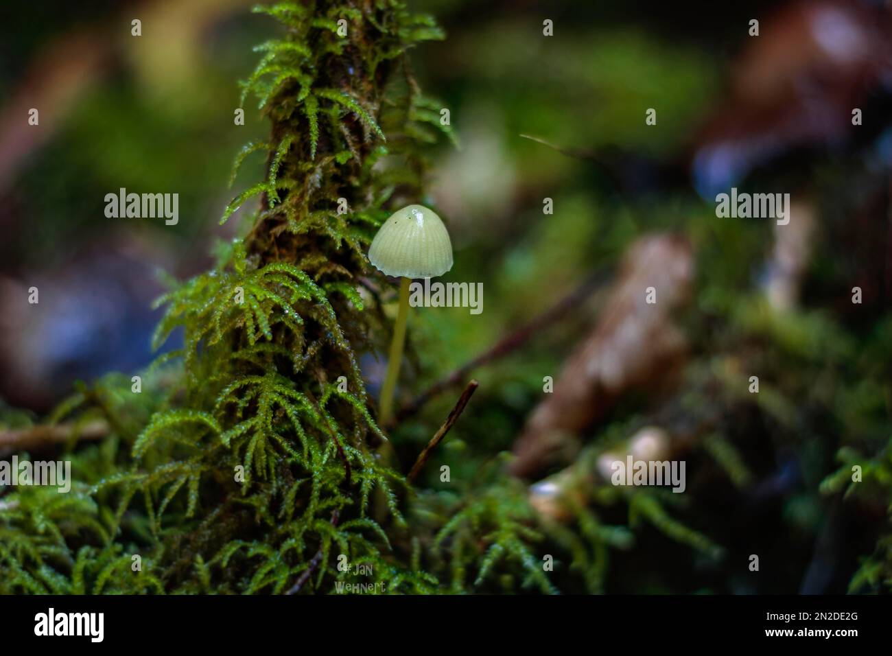 Small fungus between moss and branches, Sweden Stock Photo - Alamy