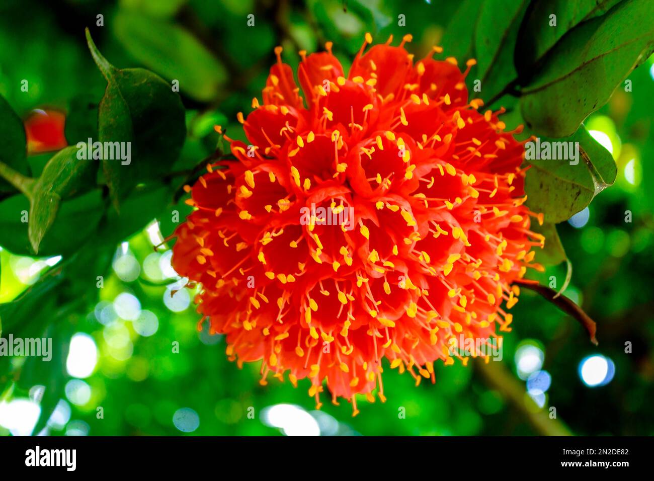 Tropical red flower umbel on a tree, Sri Lanka Stock Photo - Alamy