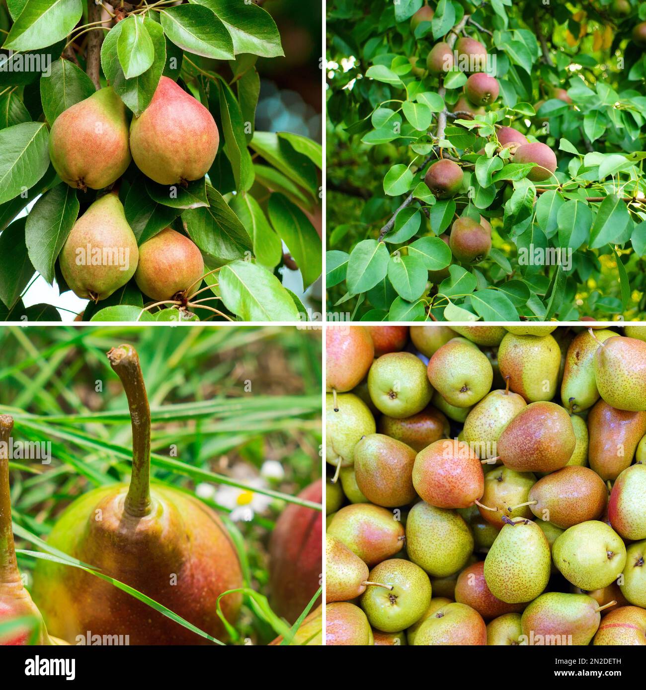 Collage with a pear tree in the garden. Harvesting. Banner. Square ...