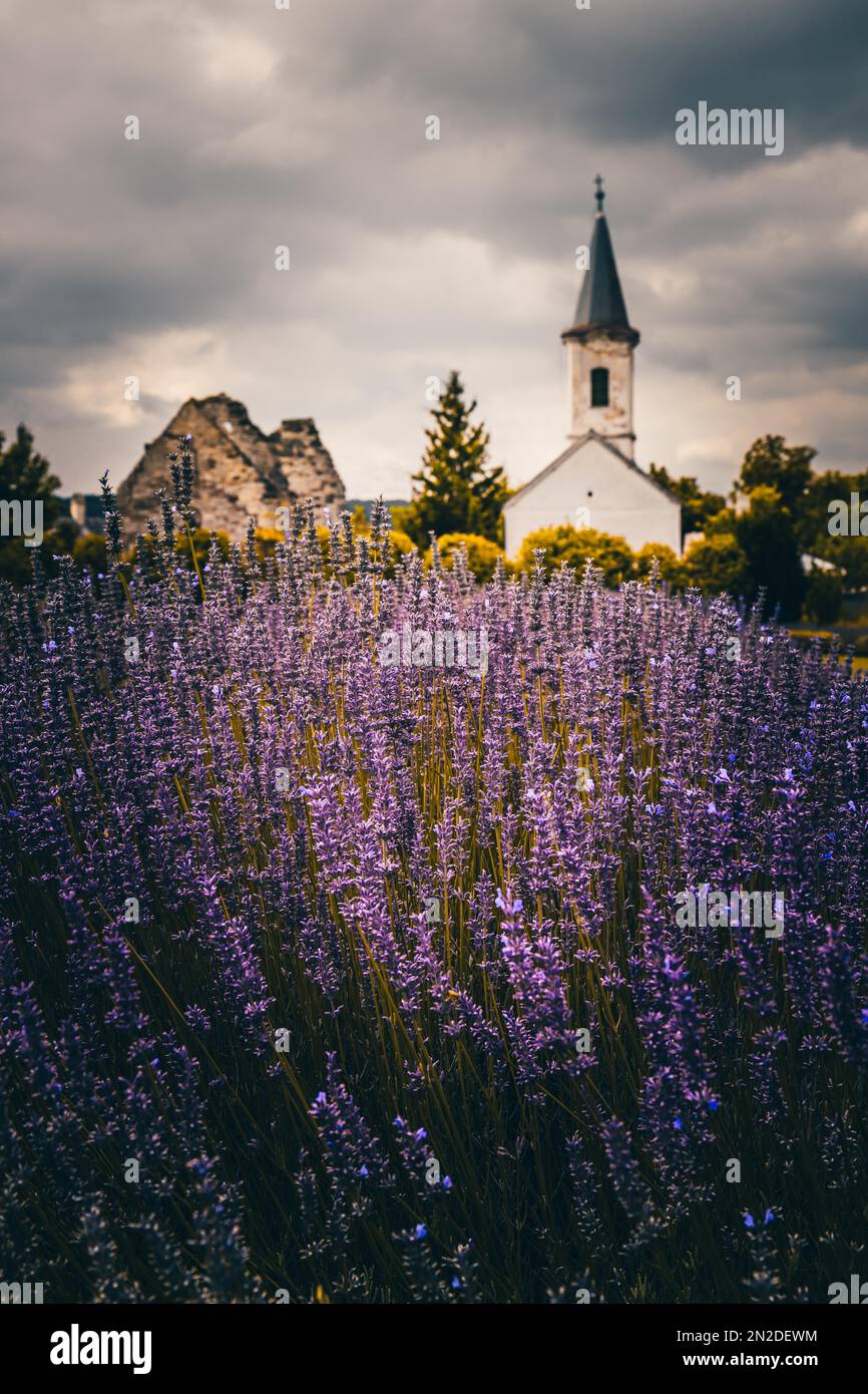 Common lavender (Lavandula angustifolia) farm with a church in the ...