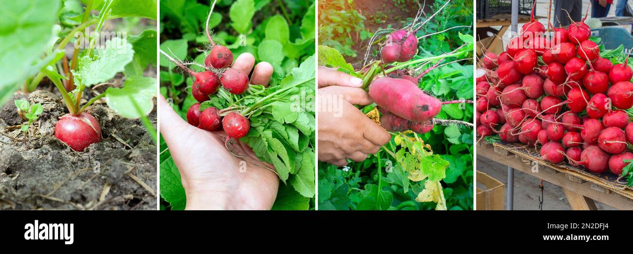 Collage on the cultivation and use of red radish, harvesting and ...