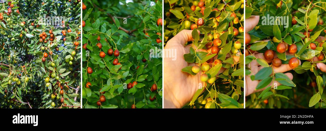 Ziziphus jujuba, commonly called jujube, red date, Chinese date collage ...