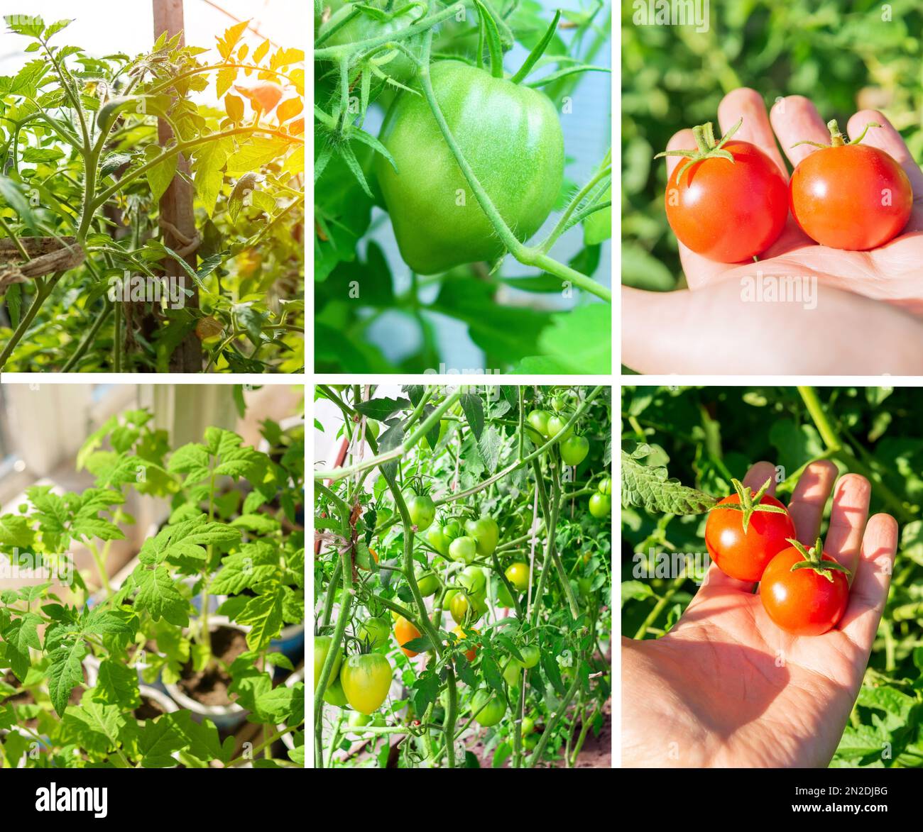 Collage of organic tomatoes in the garden. Organic tomatoes collection ...