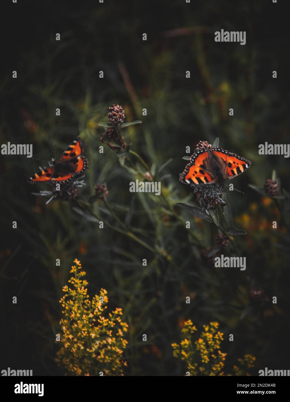 Two monarch butterflies hi-res stock photography and images - Alamy