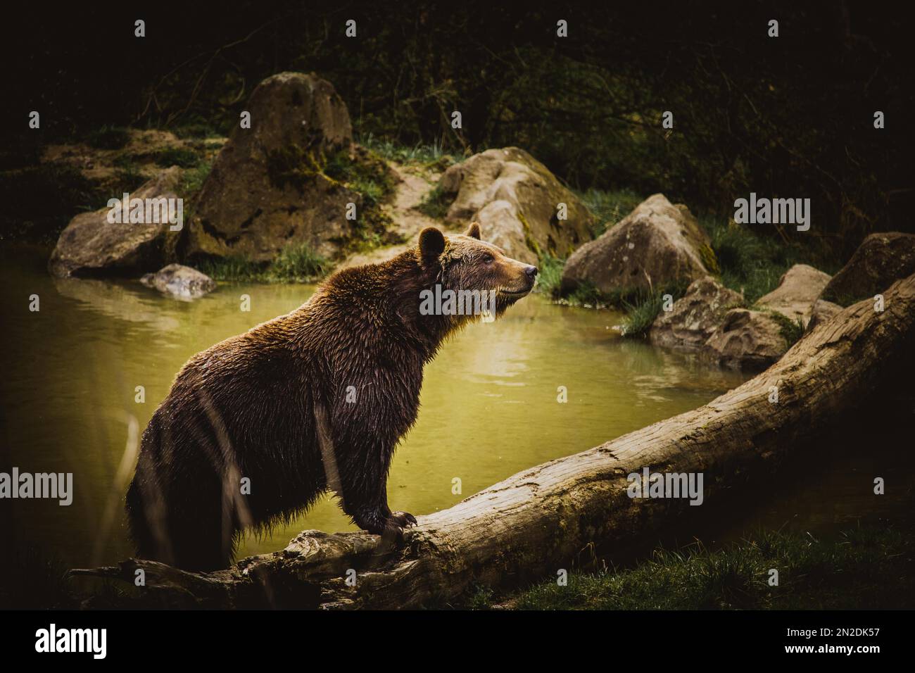 Bear in the zoo near Weilburg, Hesse, Germany Stock Photo - Alamy