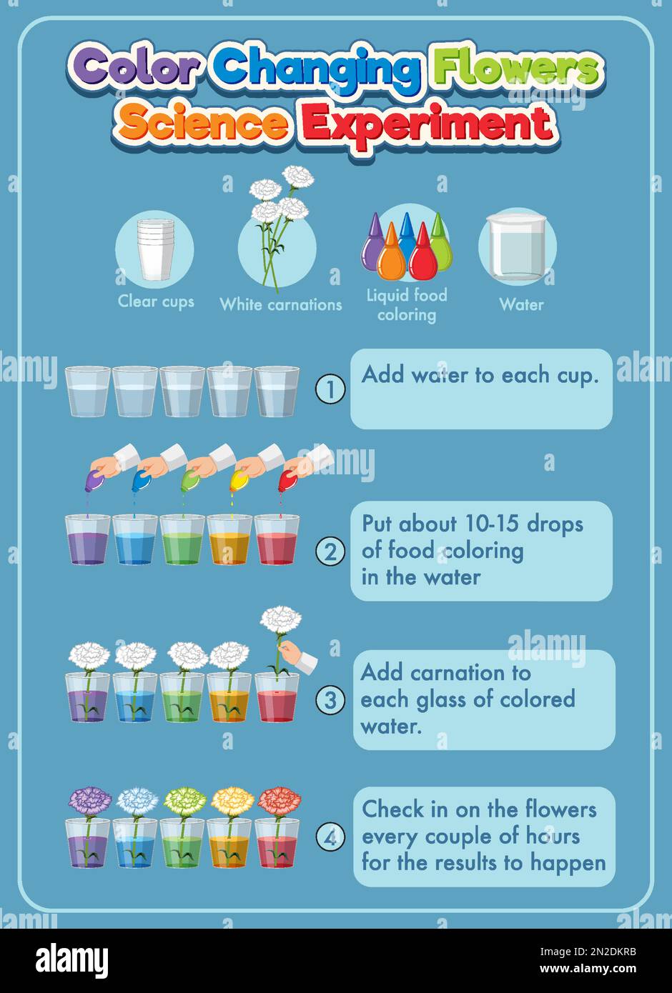 Color changing flowers science experiment illustration Stock Vector ...