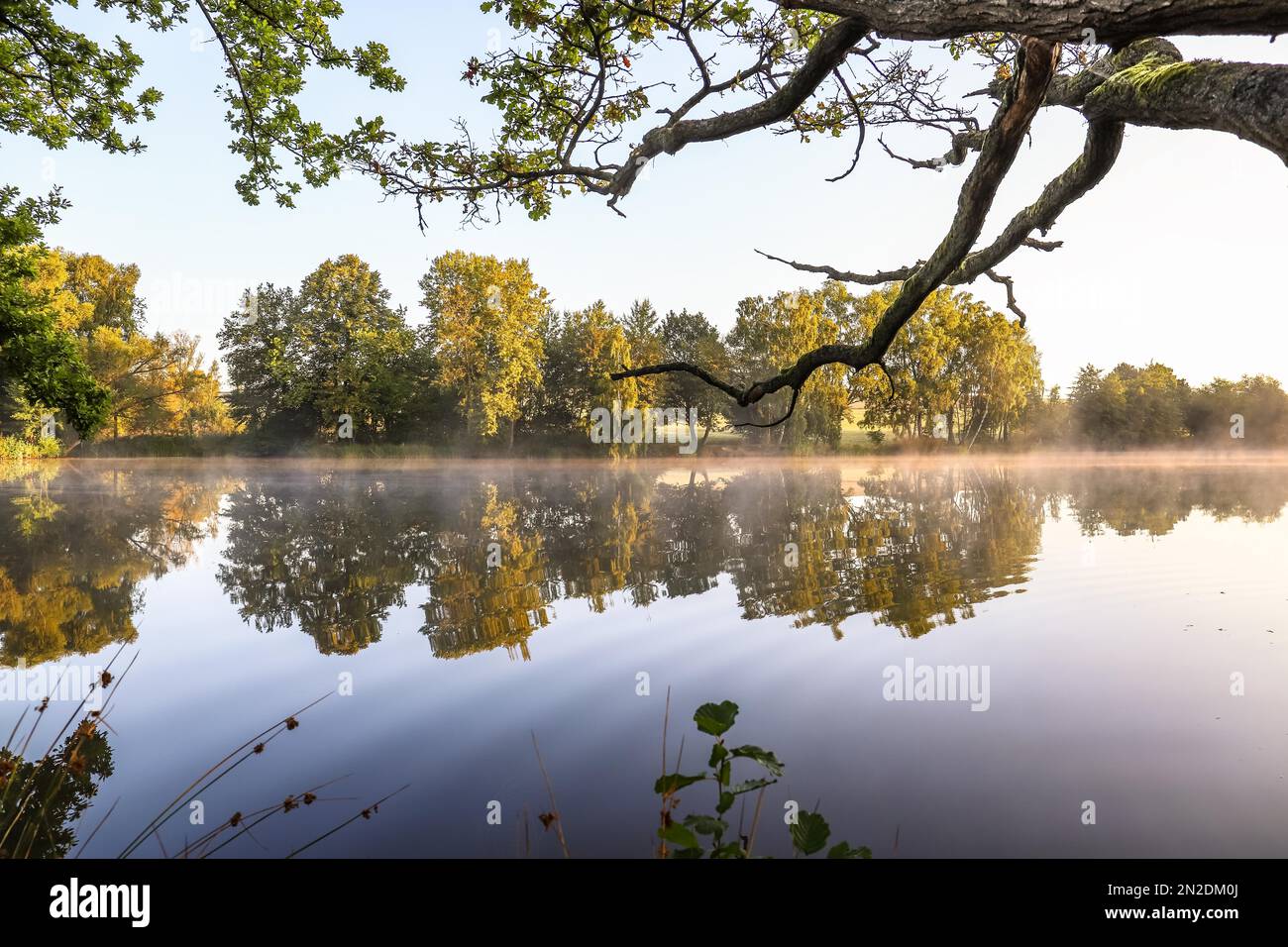 Trees by the lake, fog in the morning, at sunrise, at Meerpfuhl ...
