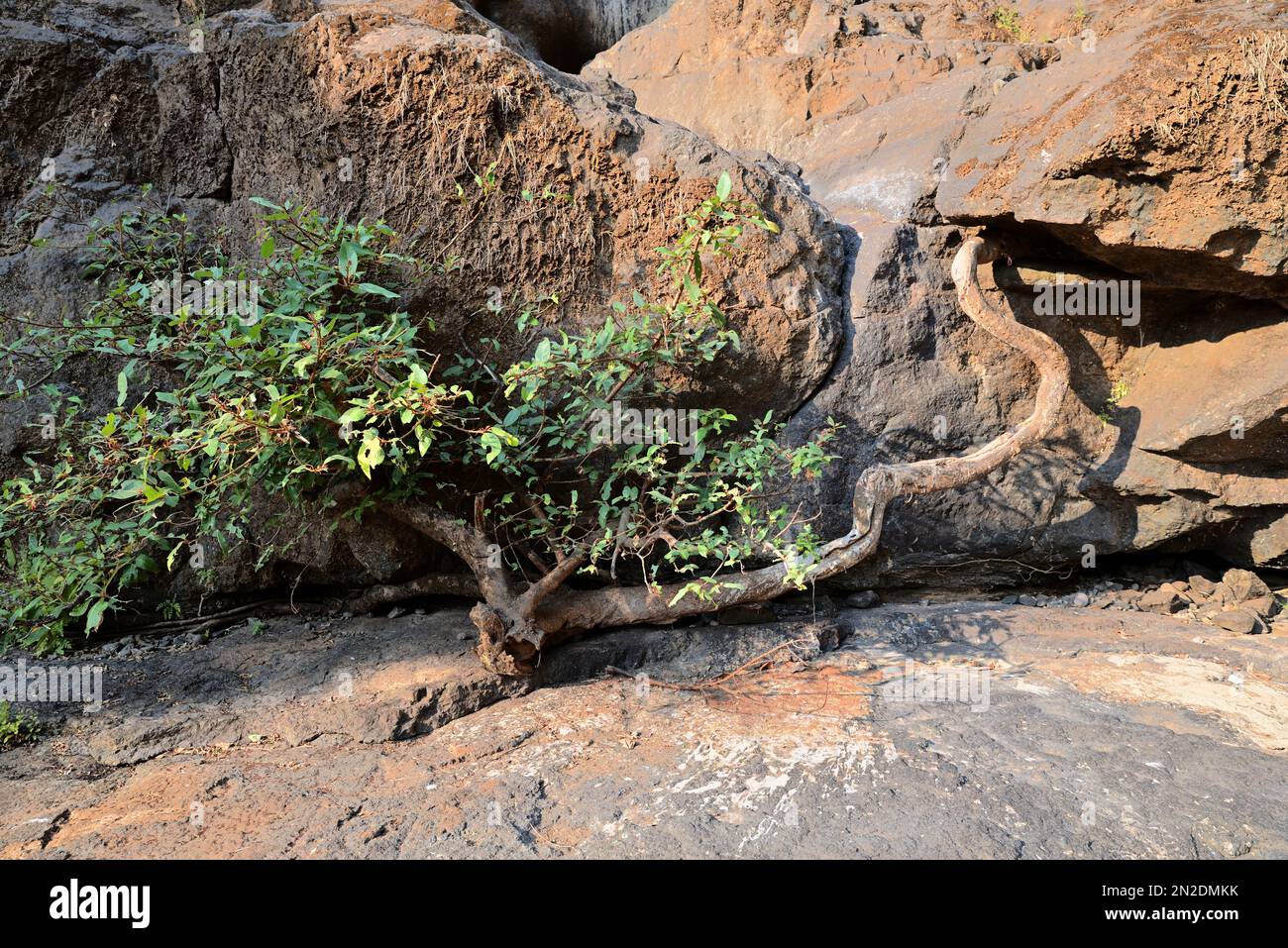 Response to gravity hi-res stock photography and images - Alamy