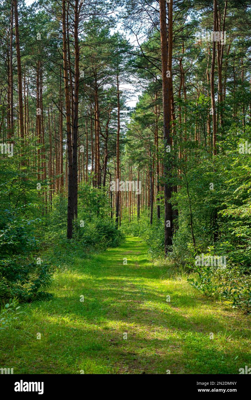Green overgrown hiking trail in the Brandenburg Forest, Germany Stock ...