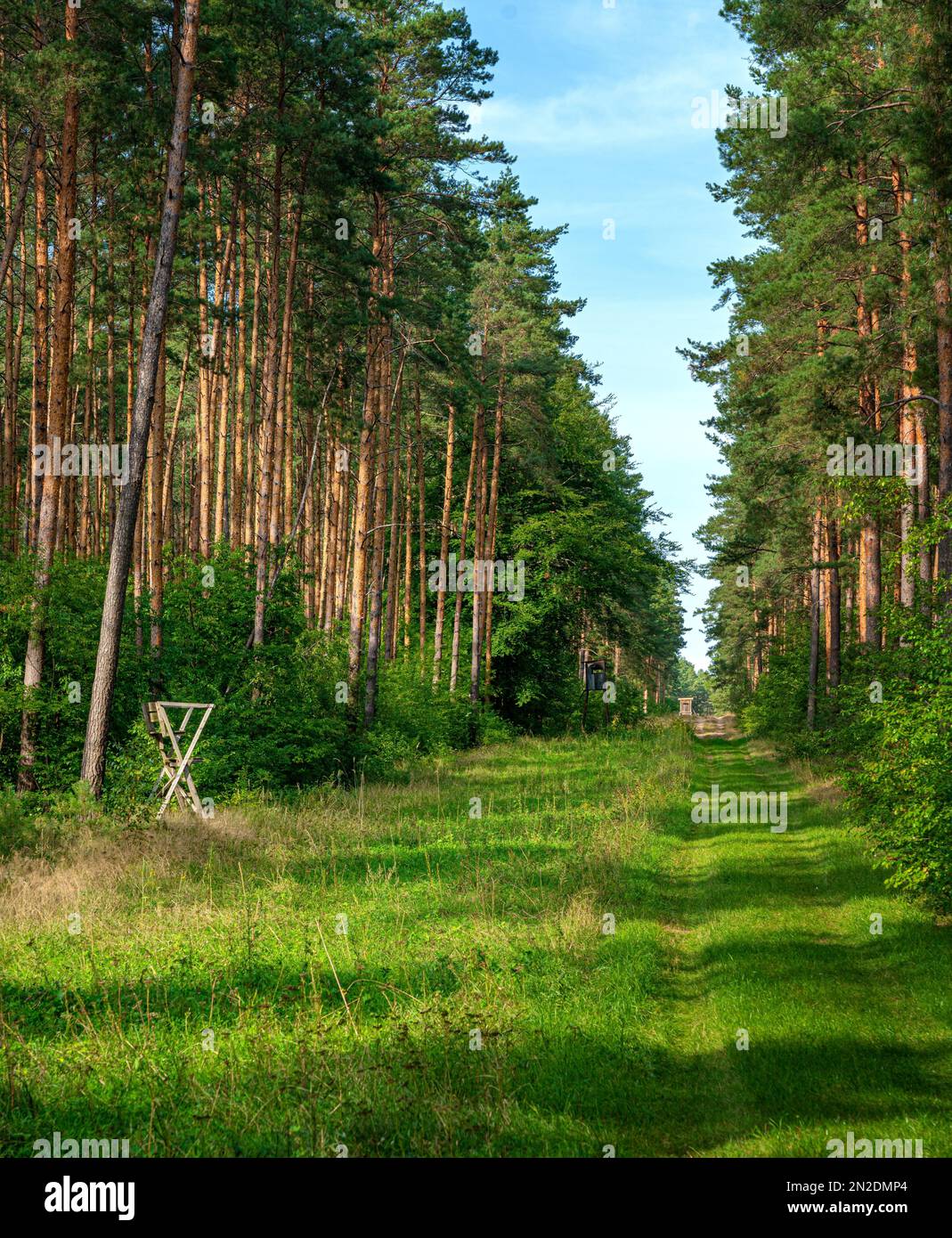 Green overgrown hiking trail in the Brandenburg Forest, Germany Stock ...