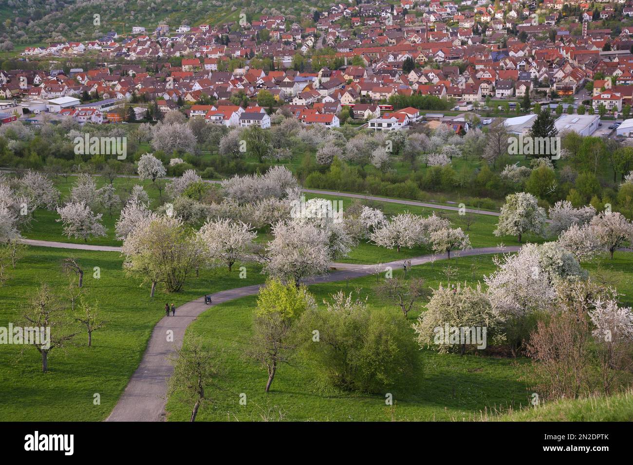 Dettinger Kirschenweg, wild cherry (Prunus avium), flowering cherry ...