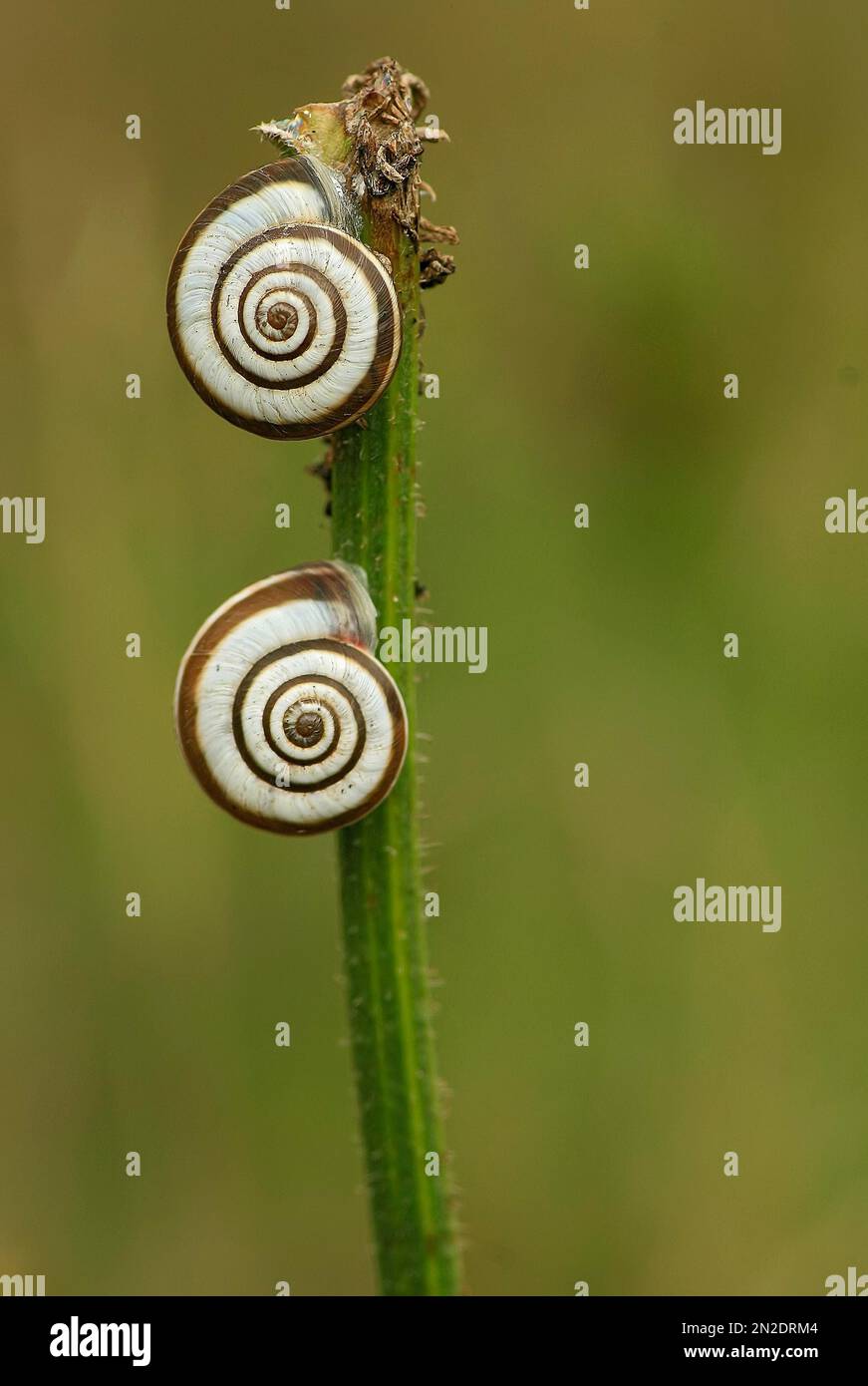 Cernuella neglecta hi-res stock photography and images - Alamy