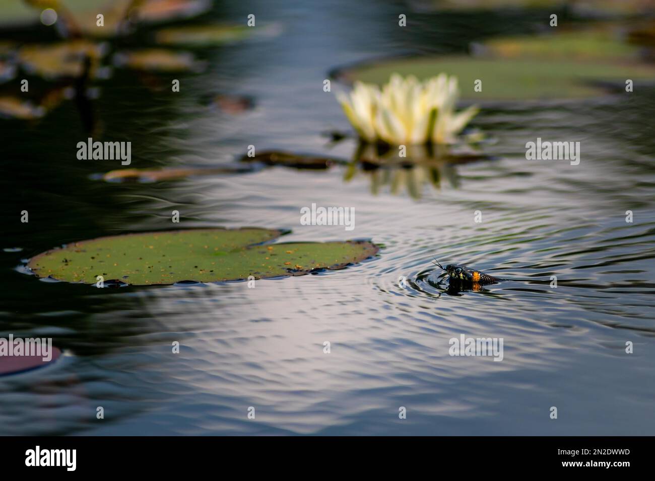 Polish snake hi-res stock photography and images - Alamy