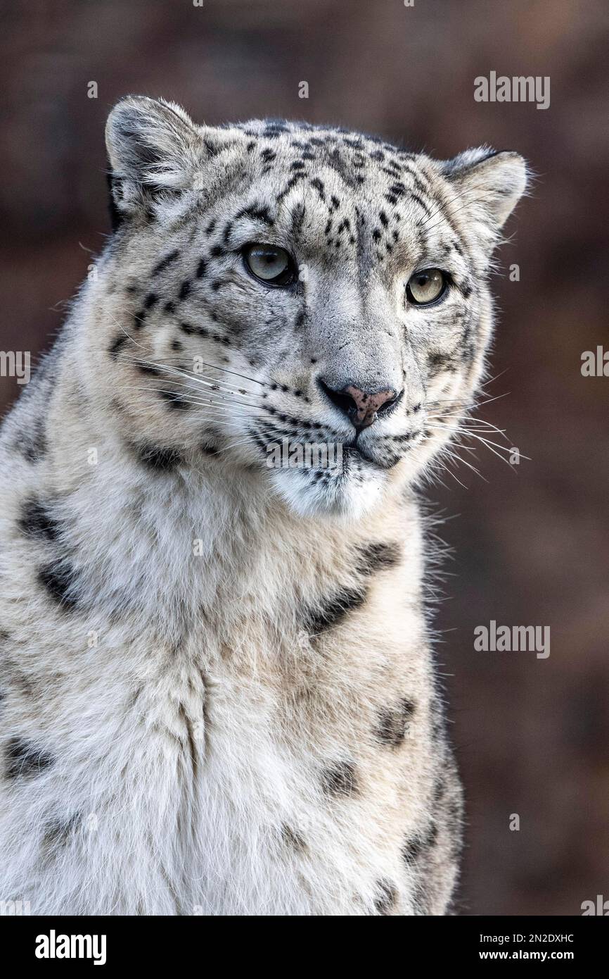 Snow leopard (Panthera uncia), captive, Basel Zoo, Switzerland Stock ...