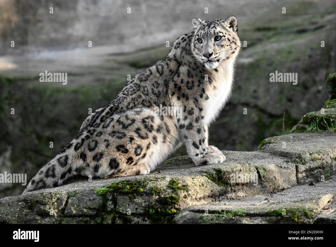 Snow leopard (Panthera uncia), captive, Basel Zoo, Switzerland Stock ...