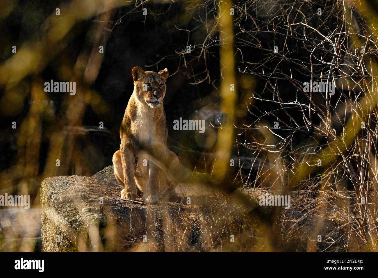 Lion (Panthera leo) female, captive, Basel Zoo, Switzerland Stock Photo ...