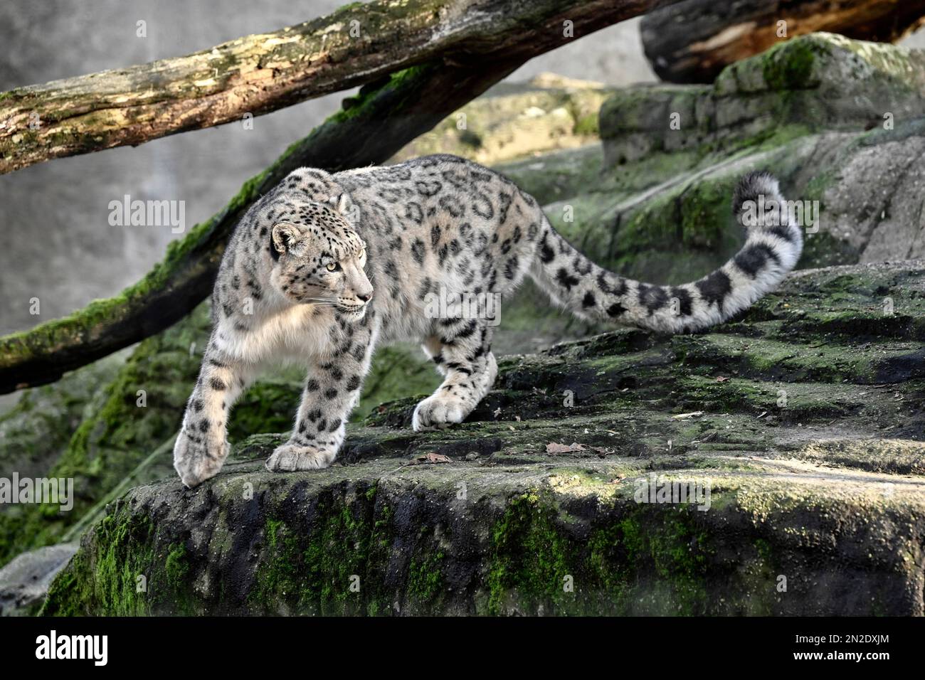 Snow leopard (Panthera uncia), captive, Basel Zoo, Switzerland Stock ...