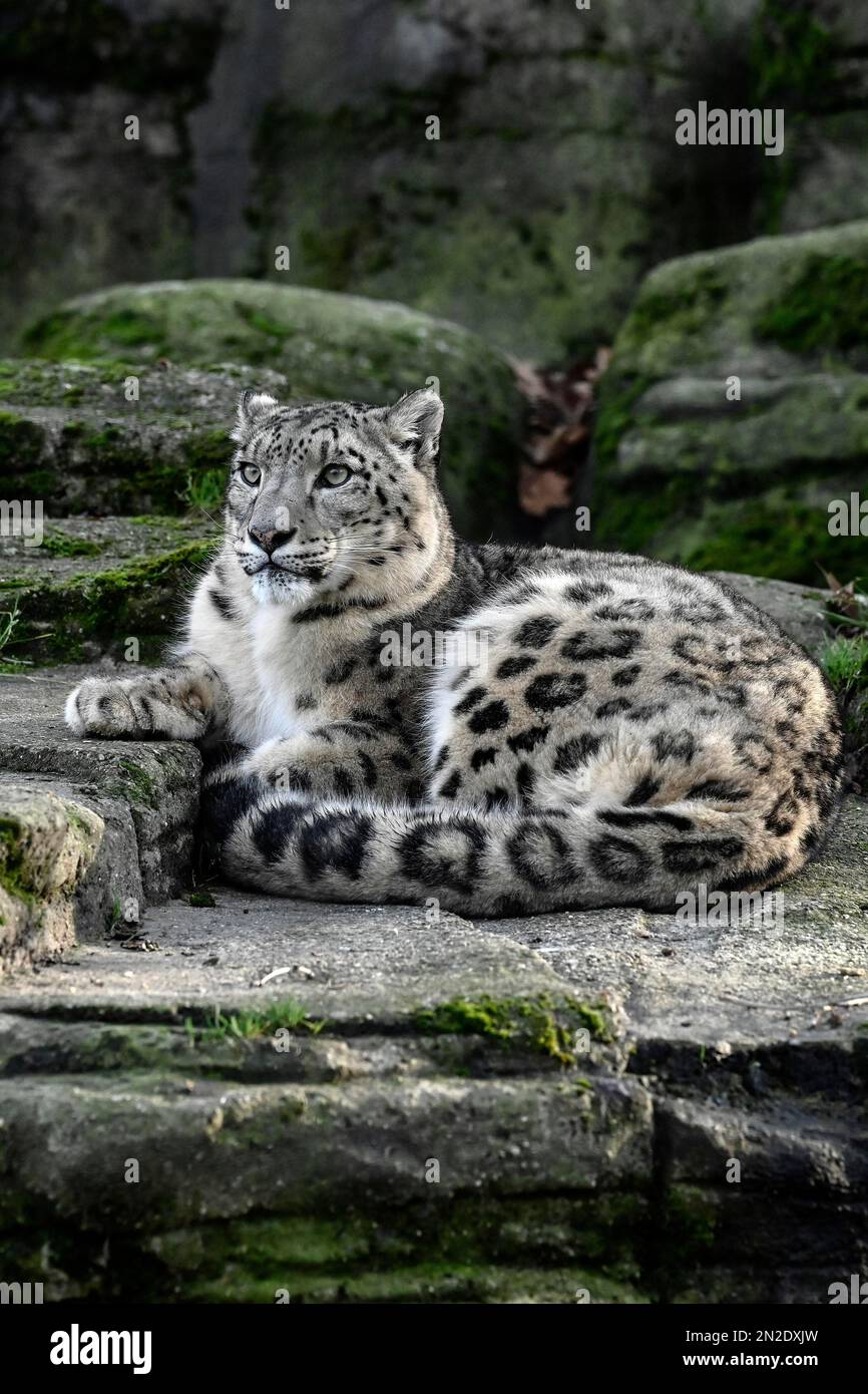 Snow leopard (Panthera uncia), captive, Basel Zoo, Switzerland Stock ...