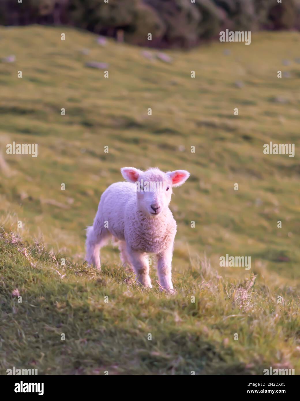 A little lamb in field Stock Photo - Alamy