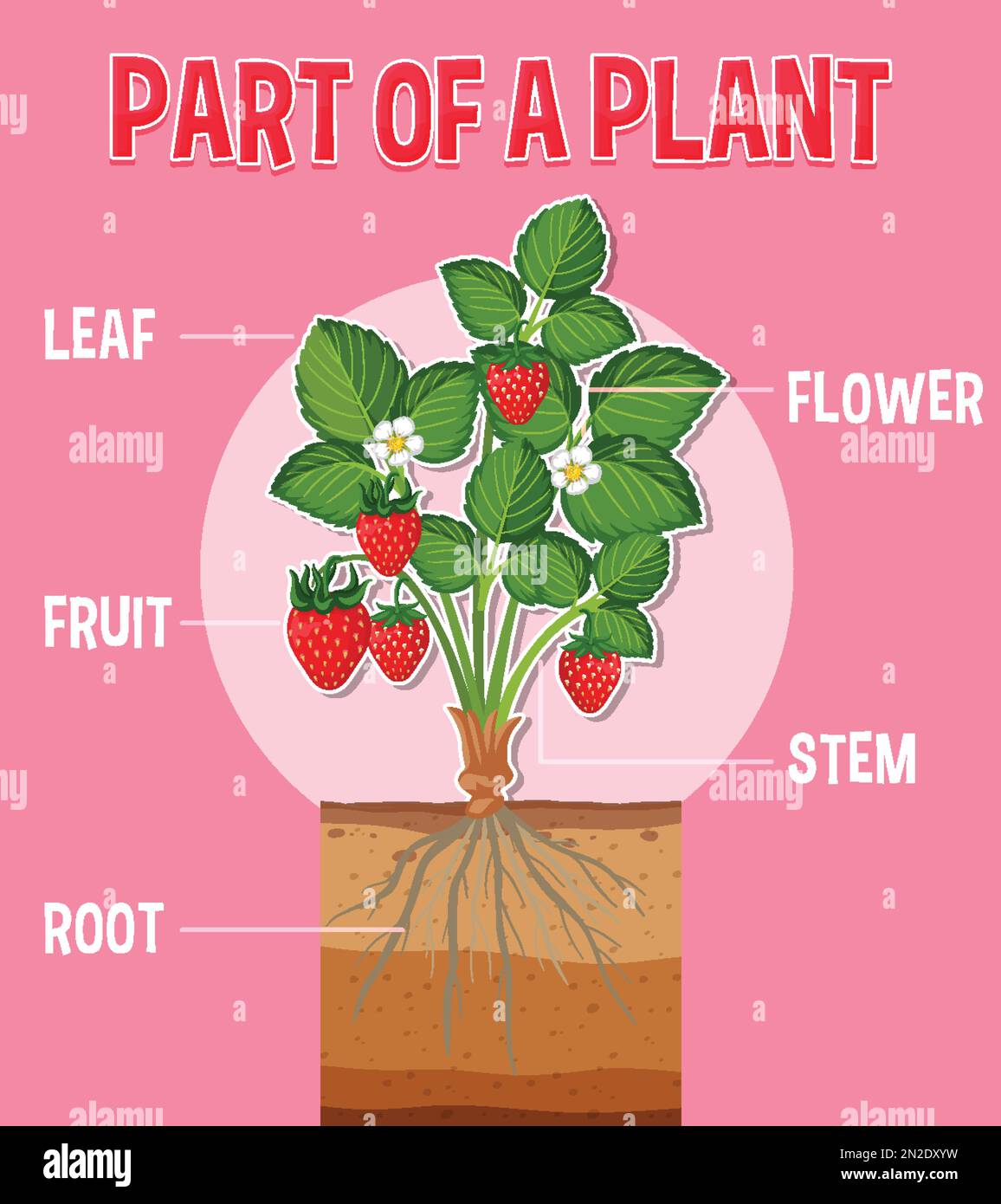 Diagram showing parts of a plant illustration Stock Vector Image & Art ...