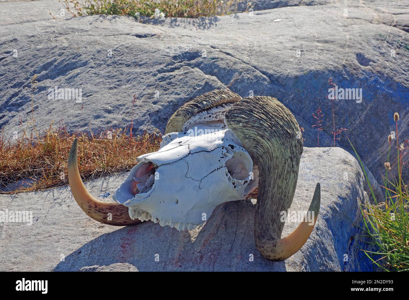 Skull of a musk oxes (Ovibos moschatus) lying on a rock, Illimanaq ...