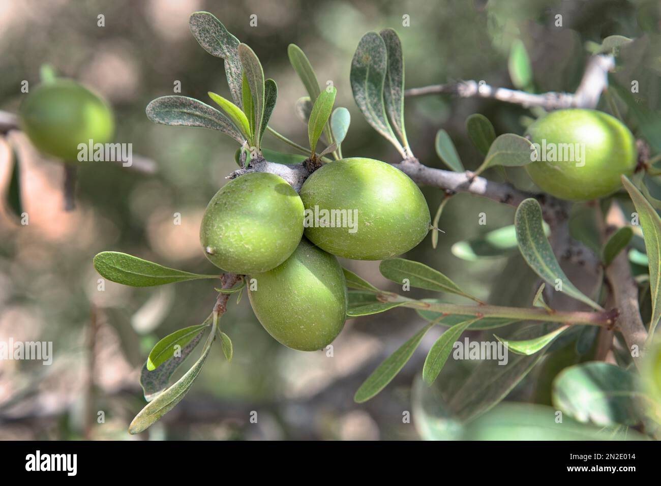 Argan tree fruit hi-res stock photography and images - Alamy