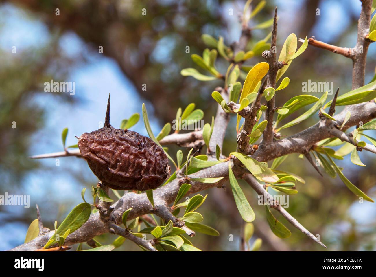 Ripe argan (Argania spinosa), fruit of the argan tree, Morocco Stock ...