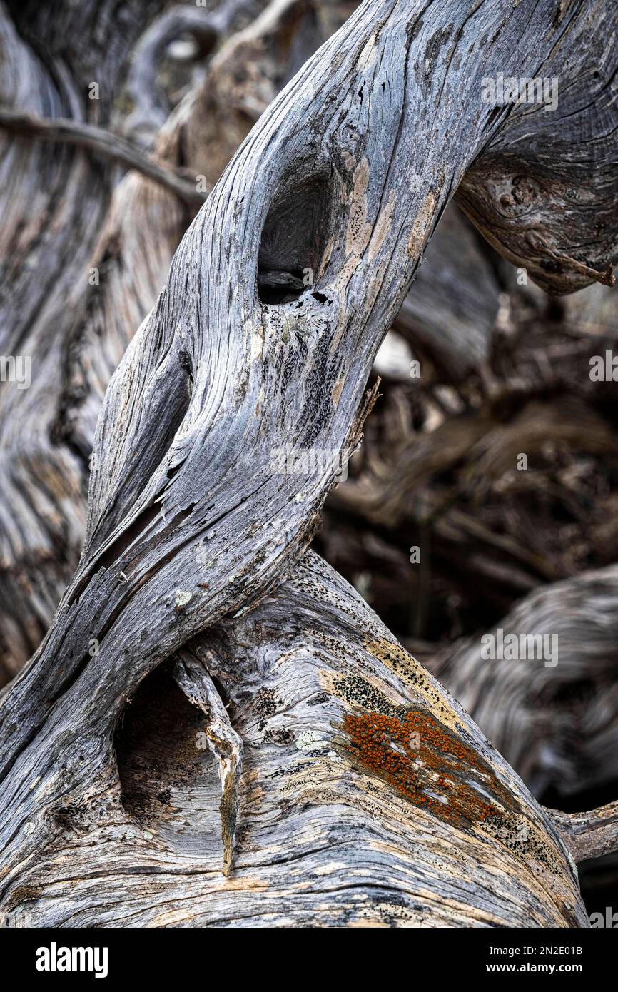 Dead juniper tree hi-res stock photography and images - Alamy