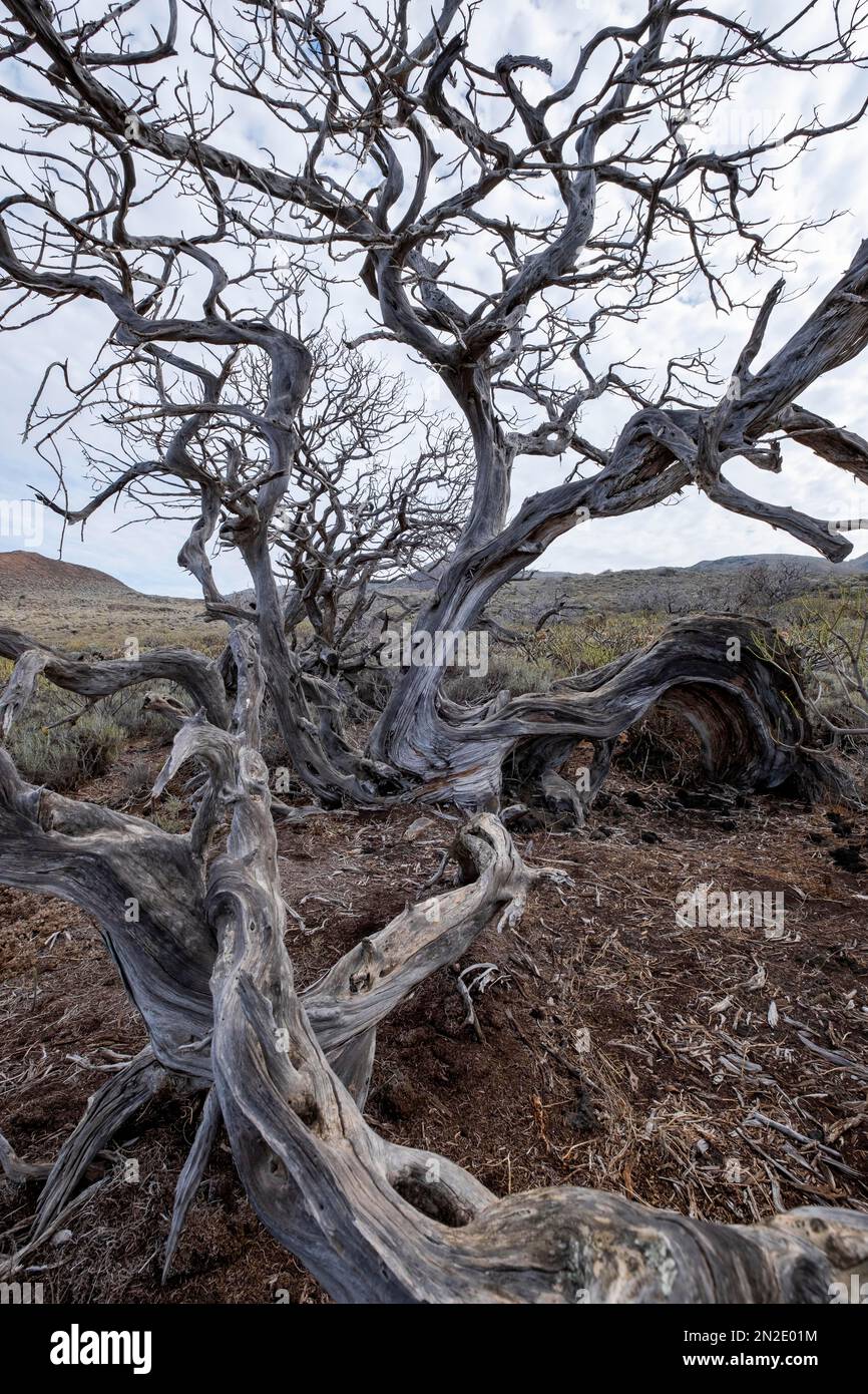 Dead juniper tree hi-res stock photography and images - Alamy