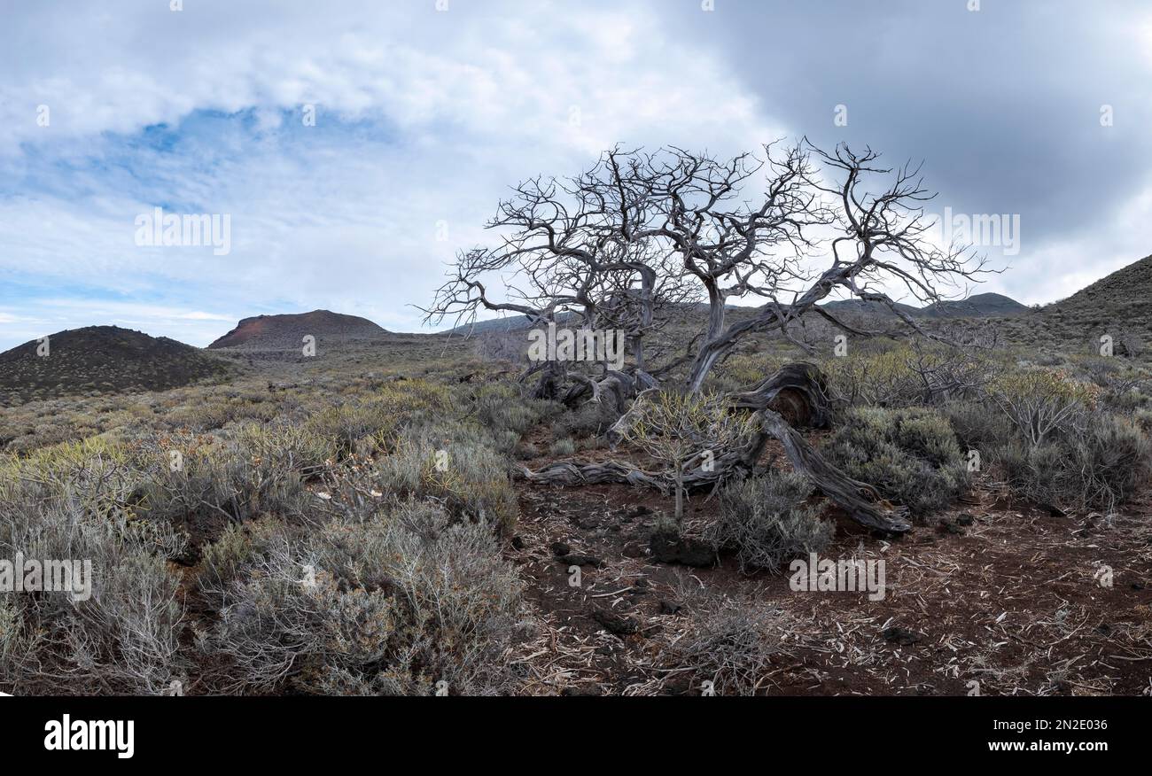 Dead juniper tree hi-res stock photography and images - Alamy