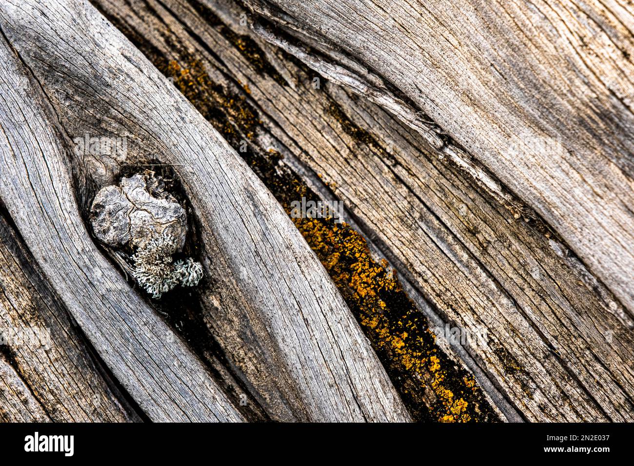 Close-up, Dead juniper tree, El Hierro, Canary Islands, Spain Stock ...