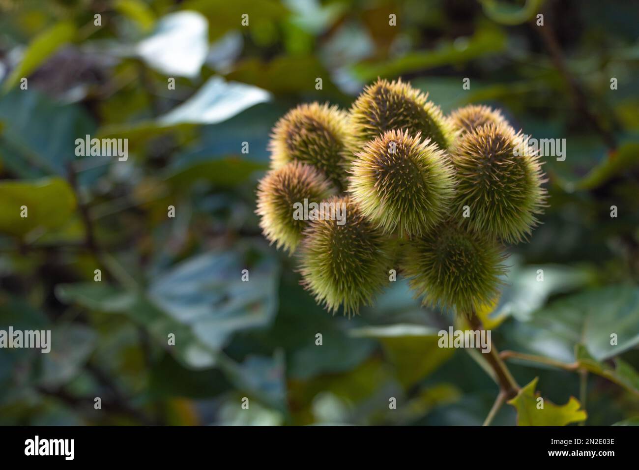 Guinep tree hi-res stock photography and images - Alamy