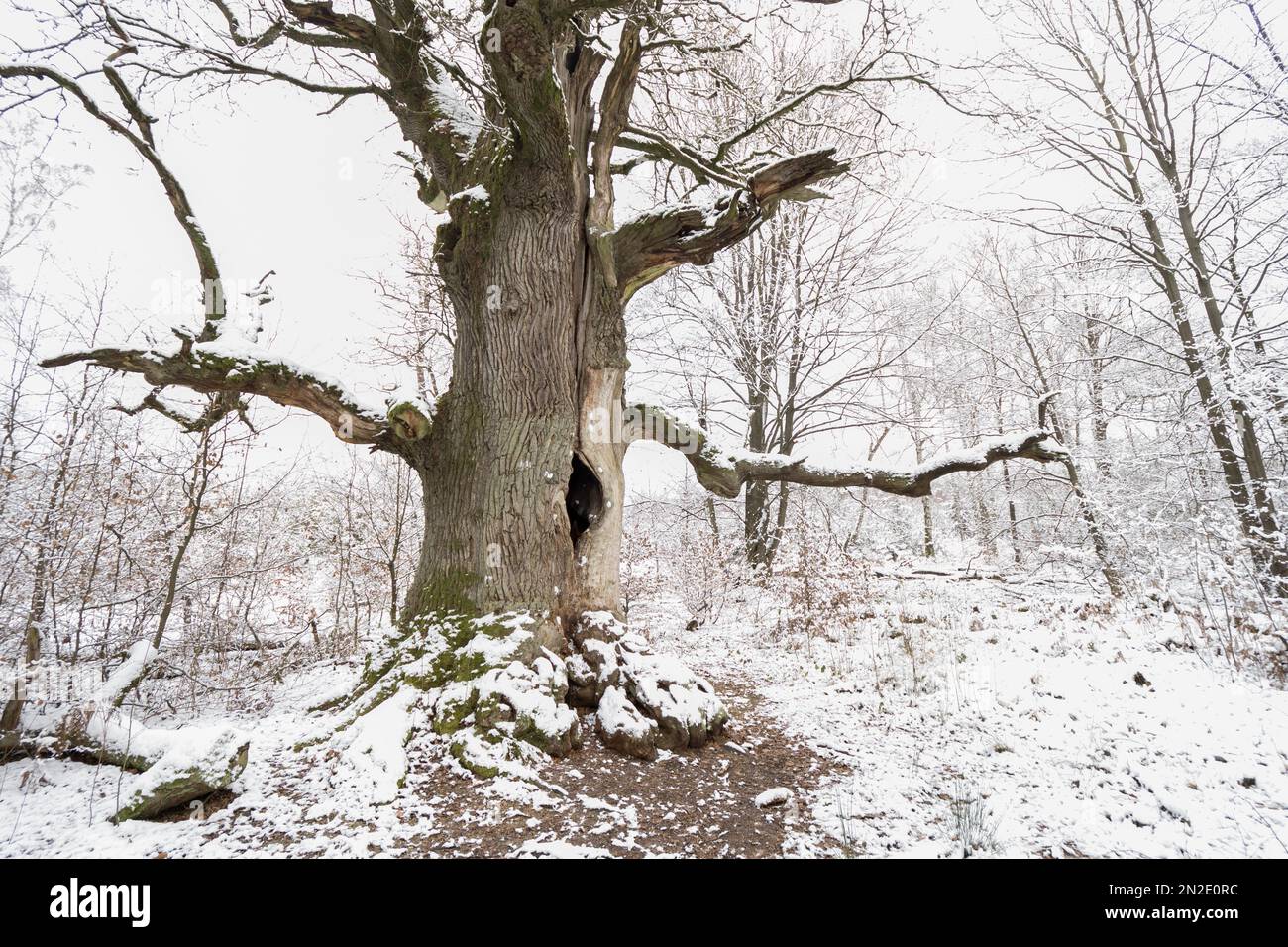 Snow-covered chimney oak, english oak (Quercus robur) in the primeval ...